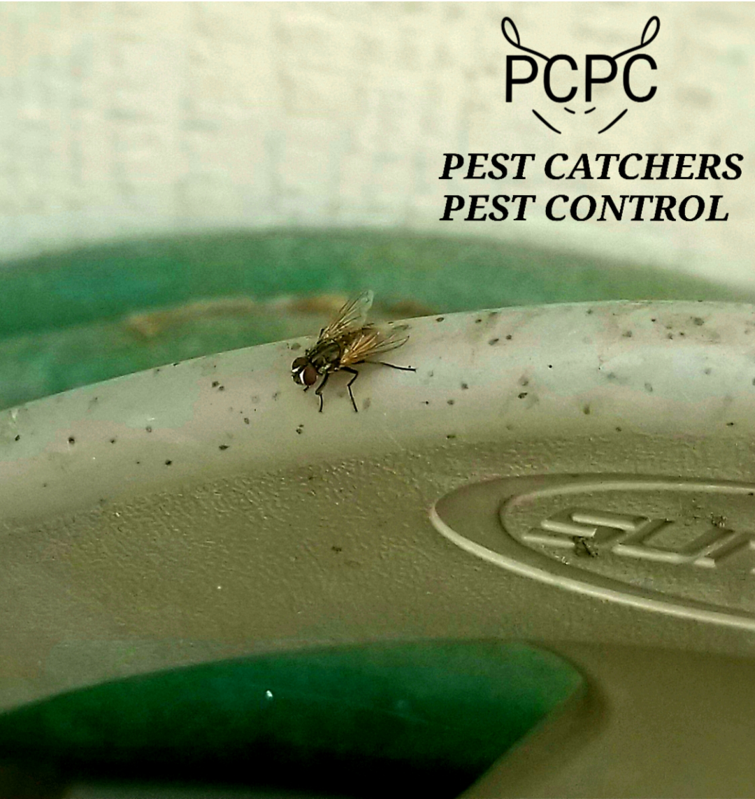 - Pest Catchers Pest Control